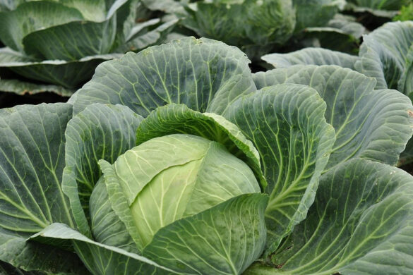 Părțile florii și rolul acestora - Info Natura