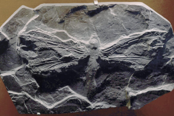 Animale erbivore, carnivore și omnivore - Info Natura