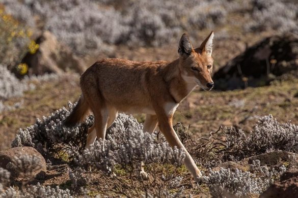 Animale erbivore, carnivore și omnivore - Info Natura