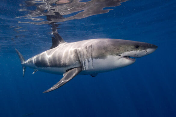 Animale erbivore, carnivore și omnivore - Info Natura