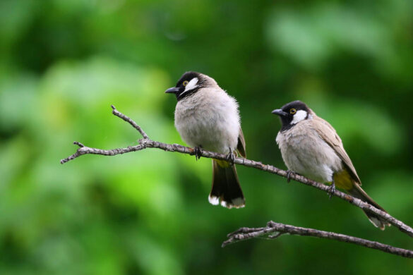 Animale erbivore, carnivore și omnivore - Info Natura