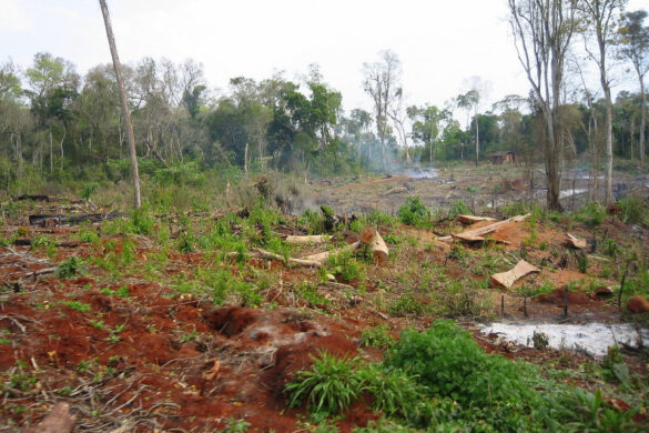 Defrișările: cauze, efecte și impactul asupra mediului - Info Natura