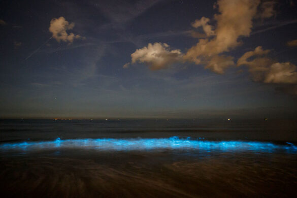 Oceanul Pacific, cel mai mare ocean de pe planeta noastră - Info Natura