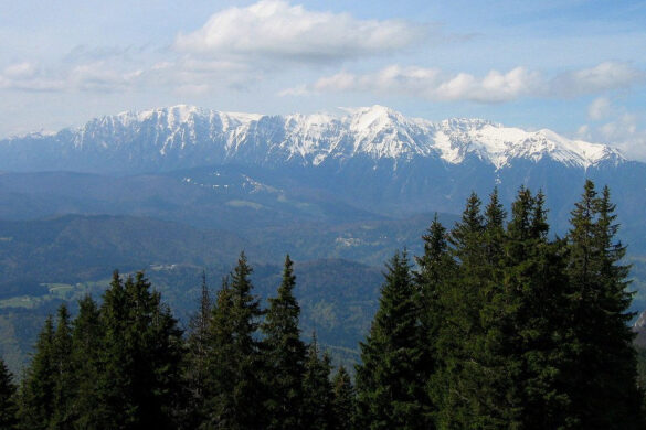 Plante și animale din pădurile de foioase - Info Natura